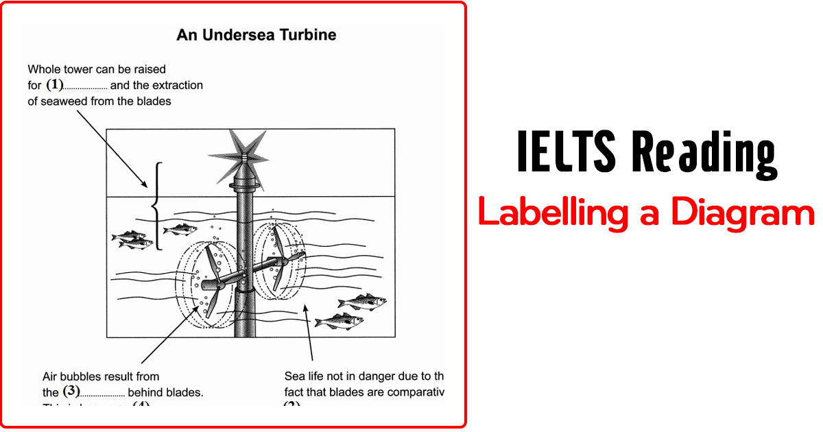 IELTS Reading – Phương pháp học và cách làm từng dạng trong IELTS reading